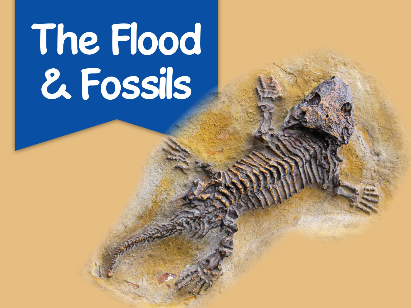 Kids Edition 2022: The Flood & Fossils | The Institute for Creation Research